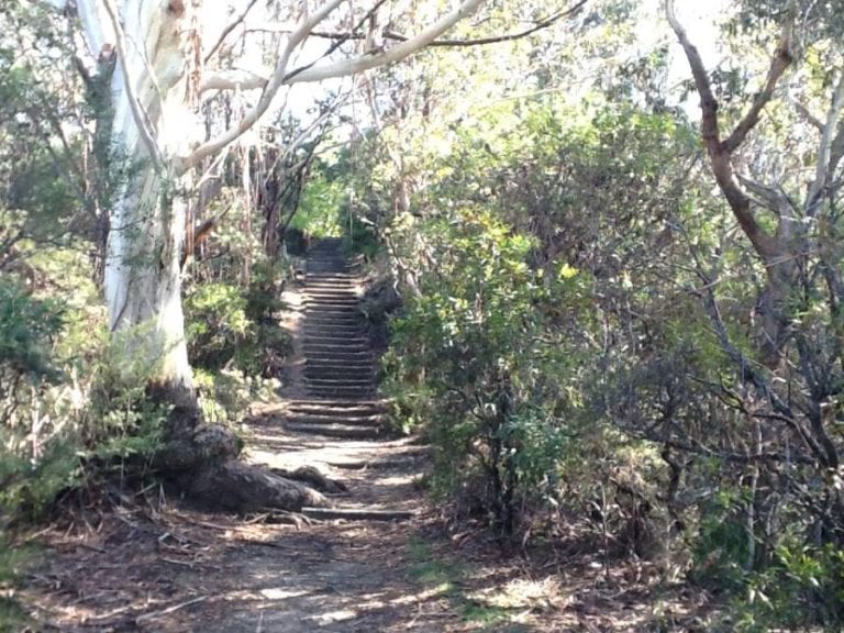 Bushwalk 7 - Furber Steps & Federal Pass - Blue Mountains Explorer Bus